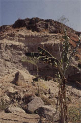 Sangiran Homo erectus